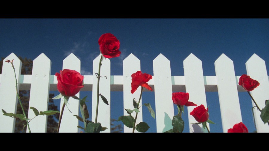 Blue Velvet Review :: Criterion Forum
